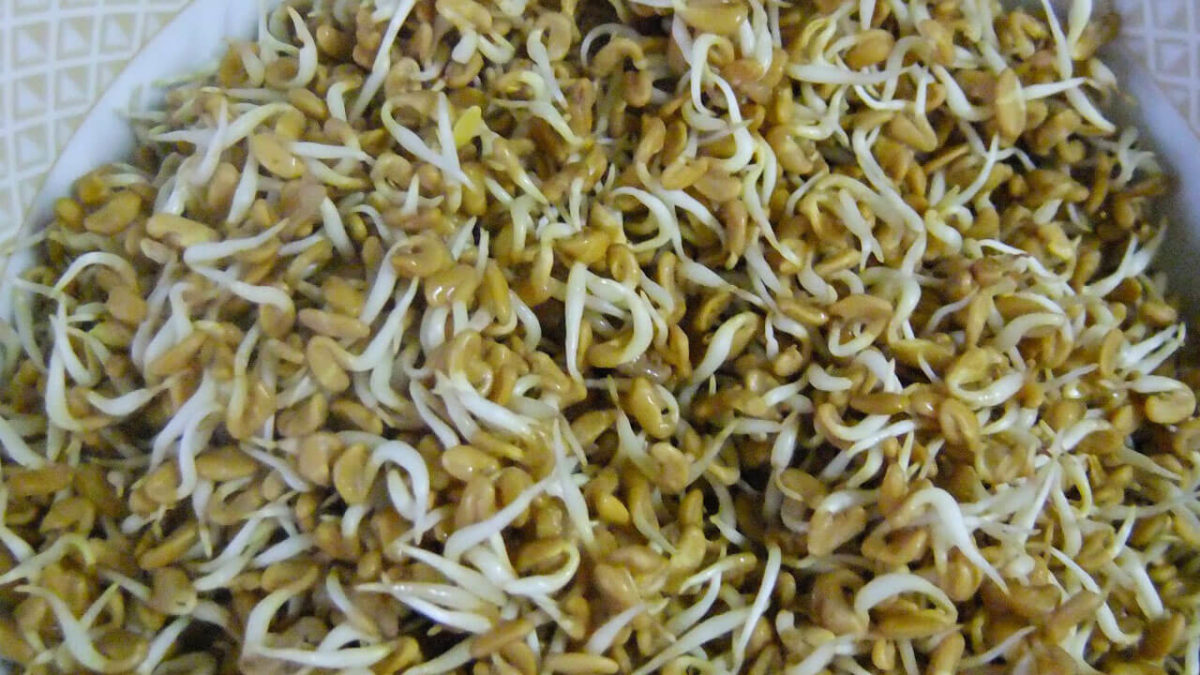 What are Sprouts | Types of Sprouts | Parambodyfitmind