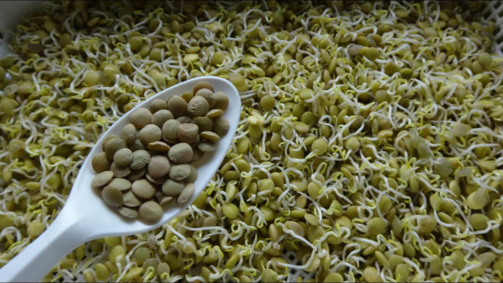 What are Sprouts | Types of Sprouts | Parambodyfitmind