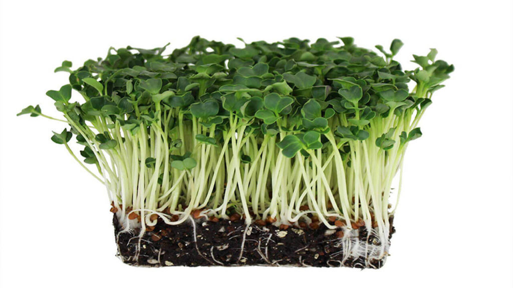 What are Sprouts | Types of Sprouts | Parambodyfitmind