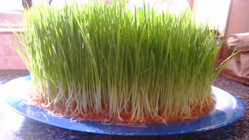 What are Sprouts | Types of Sprouts | Parambodyfitmind